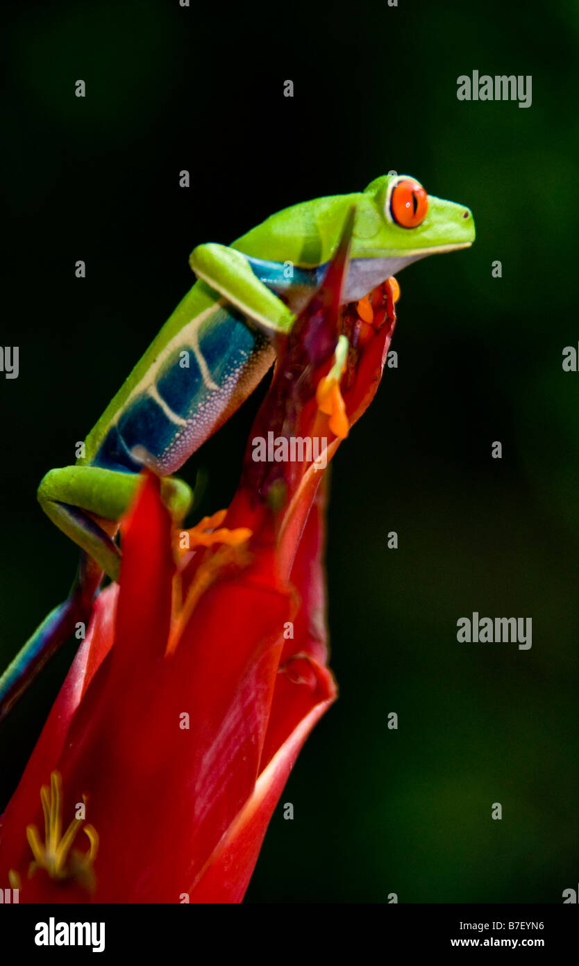 Frog costa rica hi-res stock photography and images - Alamy