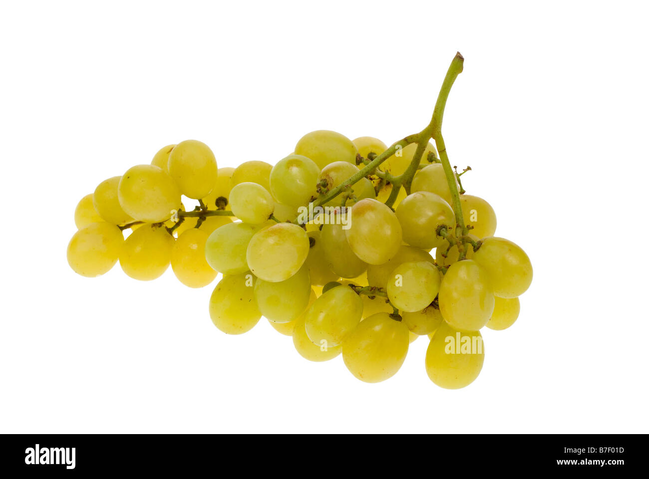 The sour grapes bunch Cut Out Stock Images & Pictures - Alamy