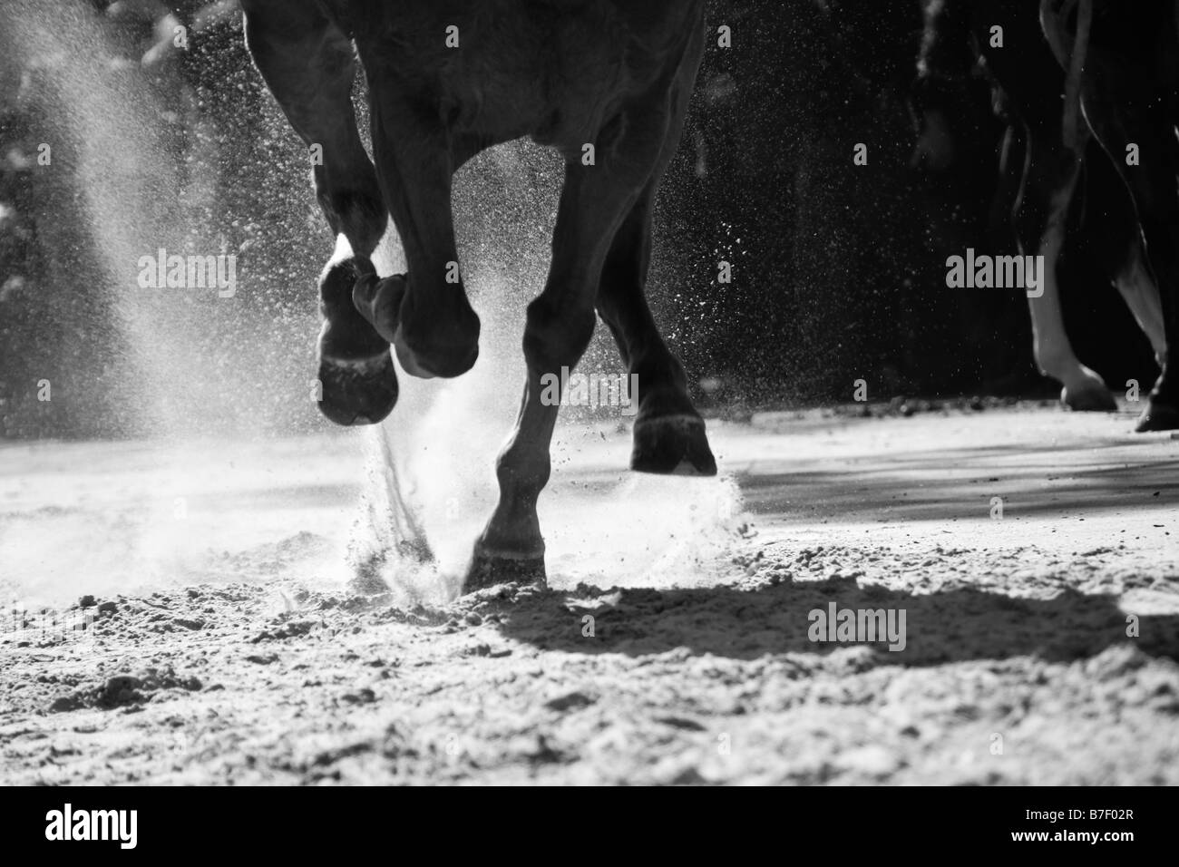 Horse running black and white hi-res stock photography and images - Alamy