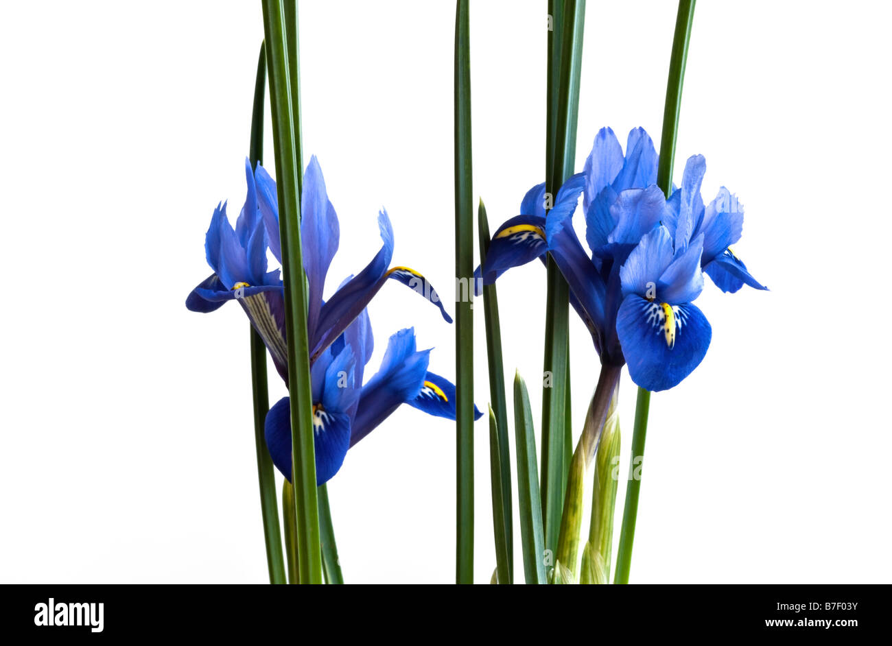 Panorama horizontal de Cut Out Stock Images & Pictures - Alamy