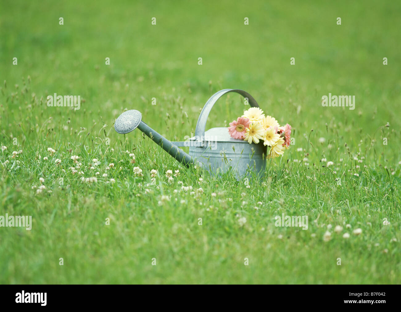 Watering can in field Stock Photo - Alamy