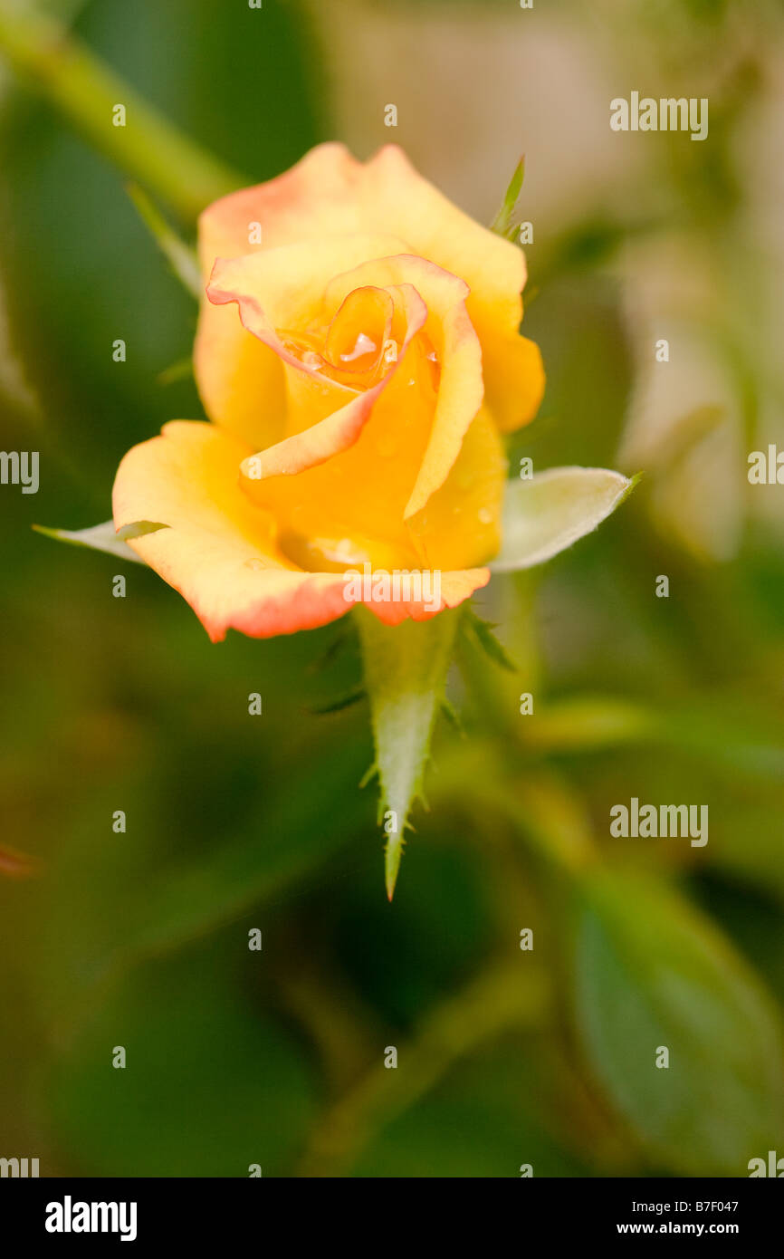 Yellow Peach Bicolor Rose Stock Photo - Alamy