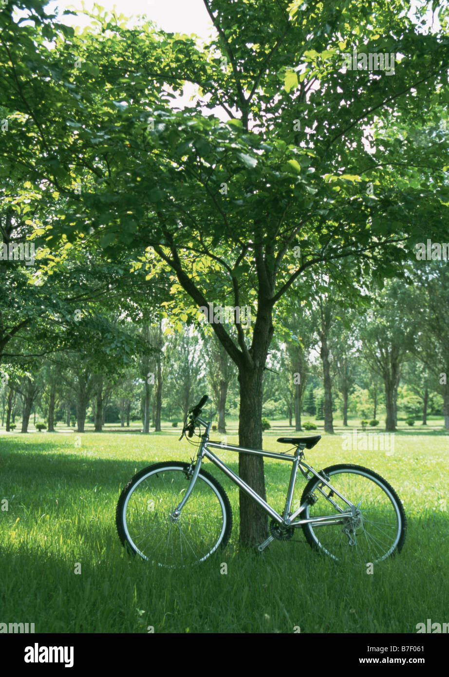 Bicycle in shade of tree Stock Photo - Alamy