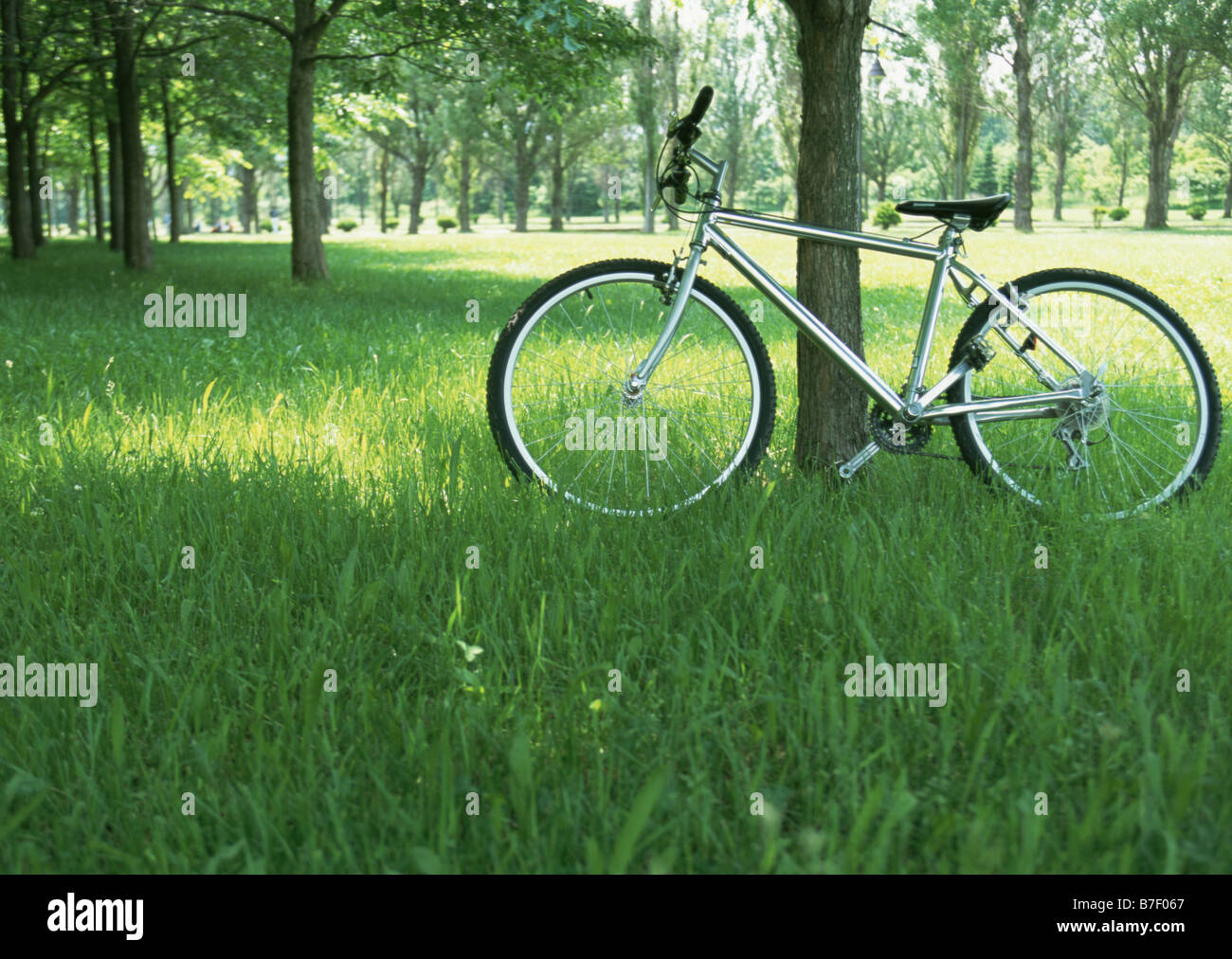 Bicycle in shade of tree Stock Photo - Alamy