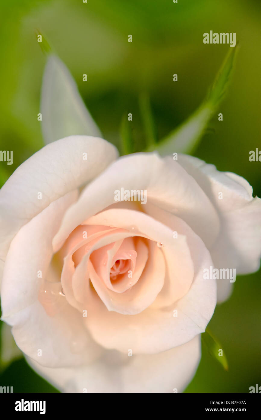 Pink Rose portrait Stock Photo - Alamy