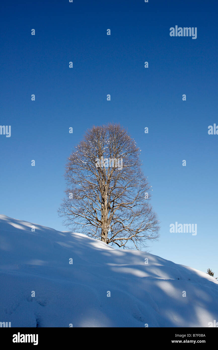 Alm tree hi-res stock photography and images - Alamy