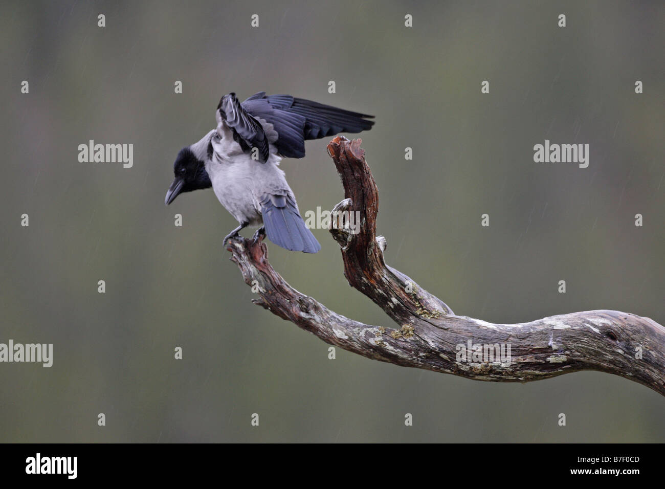 Crow branch flapping hi-res stock photography and images - Alamy