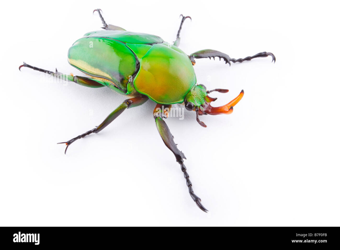 Green Flower Beetle Stock Photo - Alamy