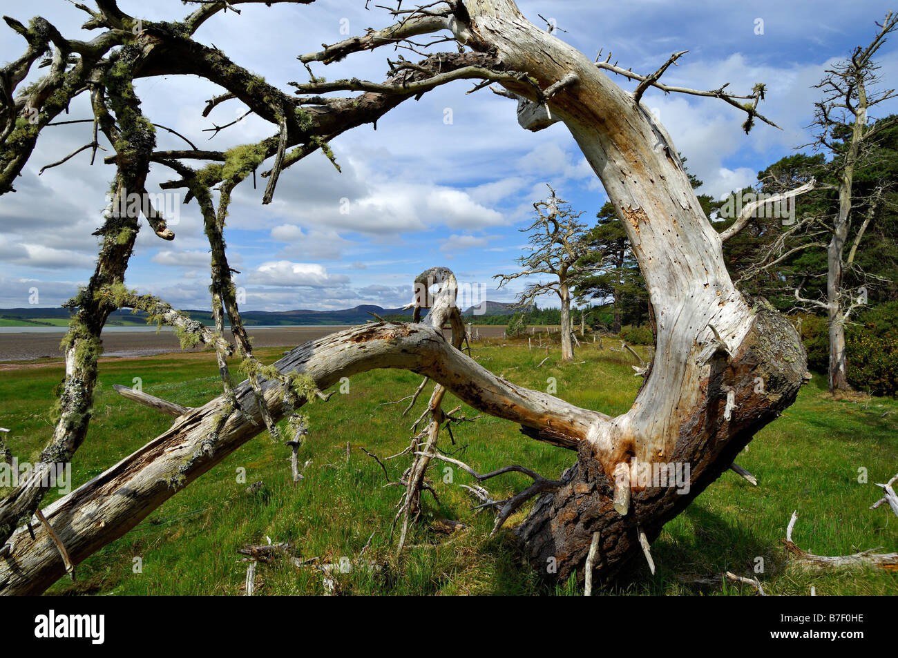Gaunt skeleton of dead pine tree on the shore of Loch Fleet near ...