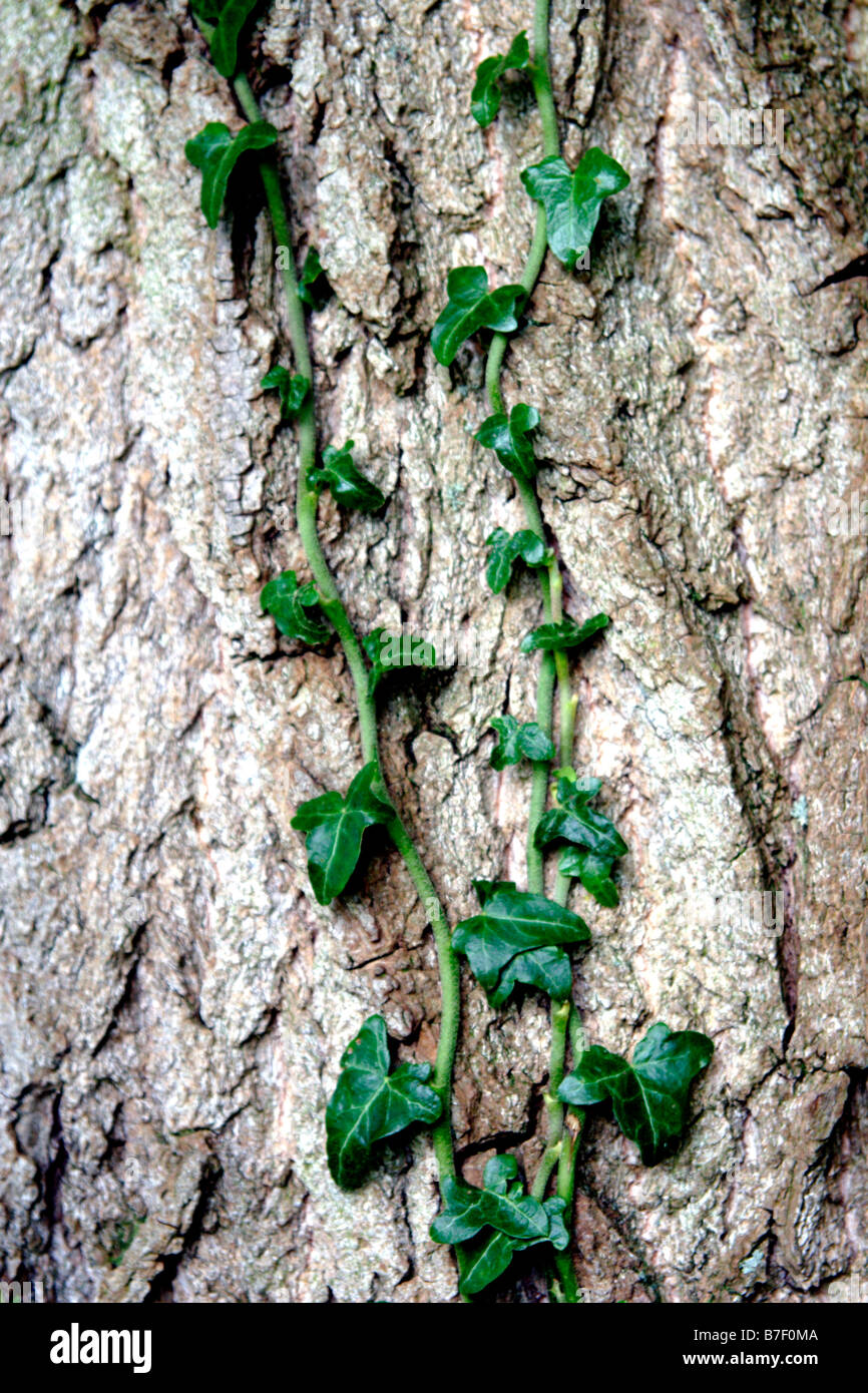 Hedera helix tree hi-res stock photography and images - Alamy