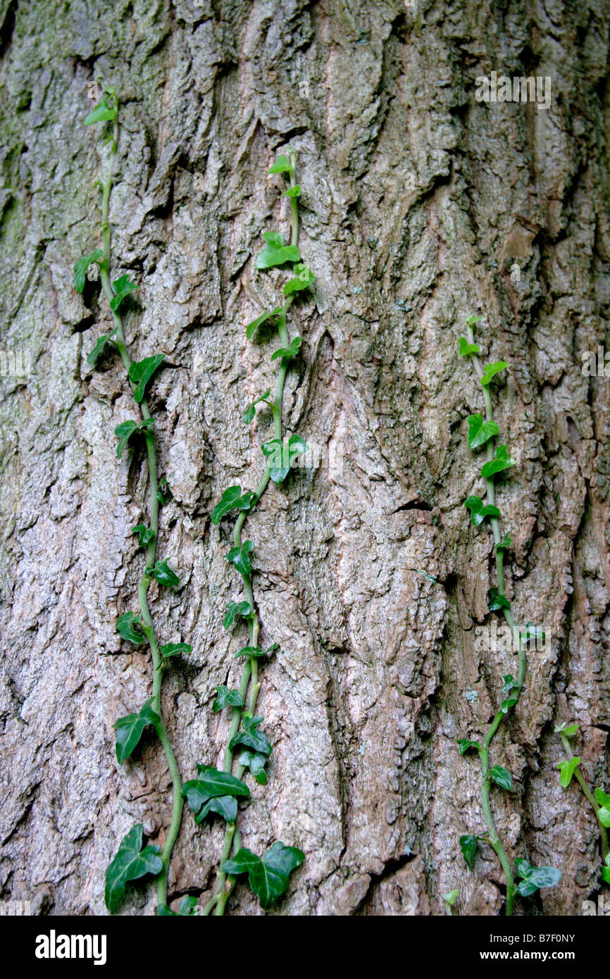 Ivy (Hedera helix) climbing over tree trunk, England, UK Stock Photo ...