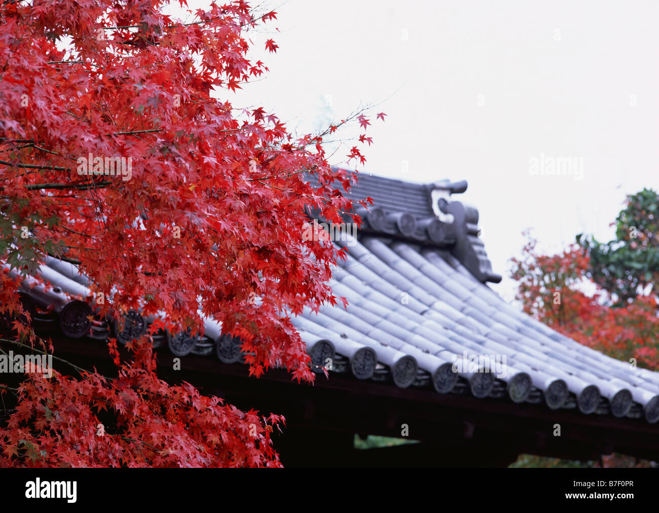 Tinted red leaves and Japanese traditional style rooftop Stock Photo ...