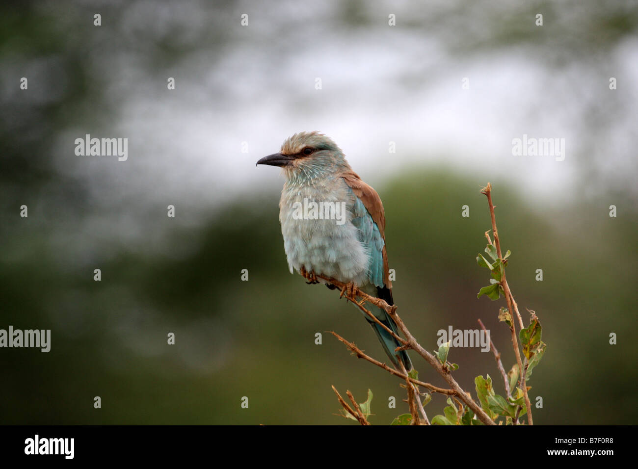 Eurasian roller birds hi-res stock photography and images - Alamy