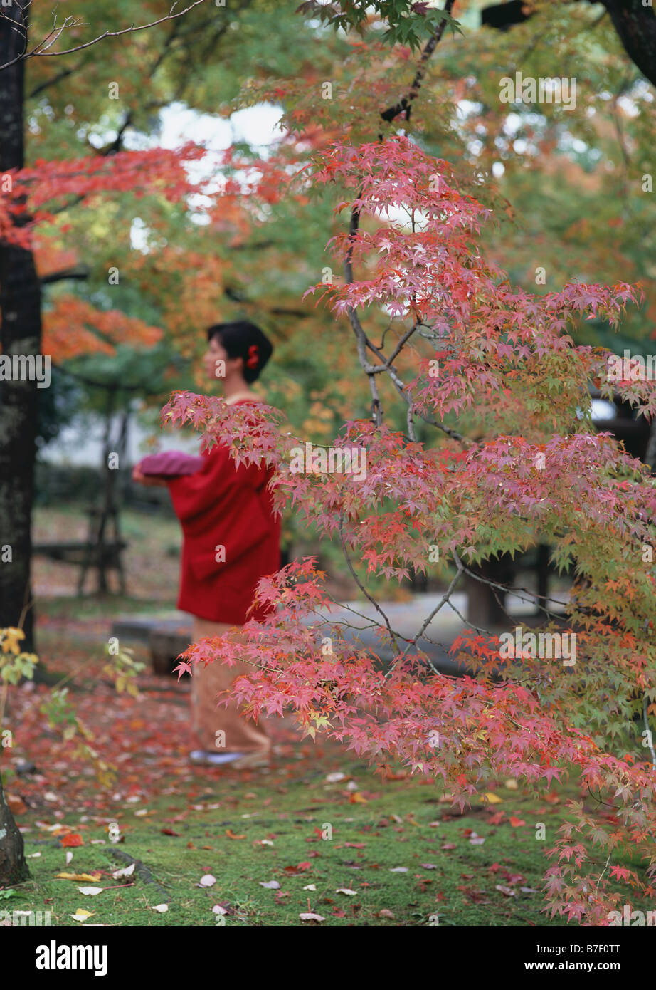 Tinted maple tree and woman Stock Photo - Alamy
