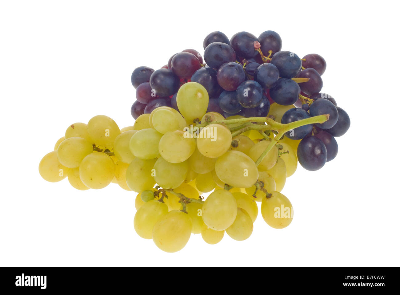 The sour grapes bunch Cut Out Stock Images & Pictures - Alamy