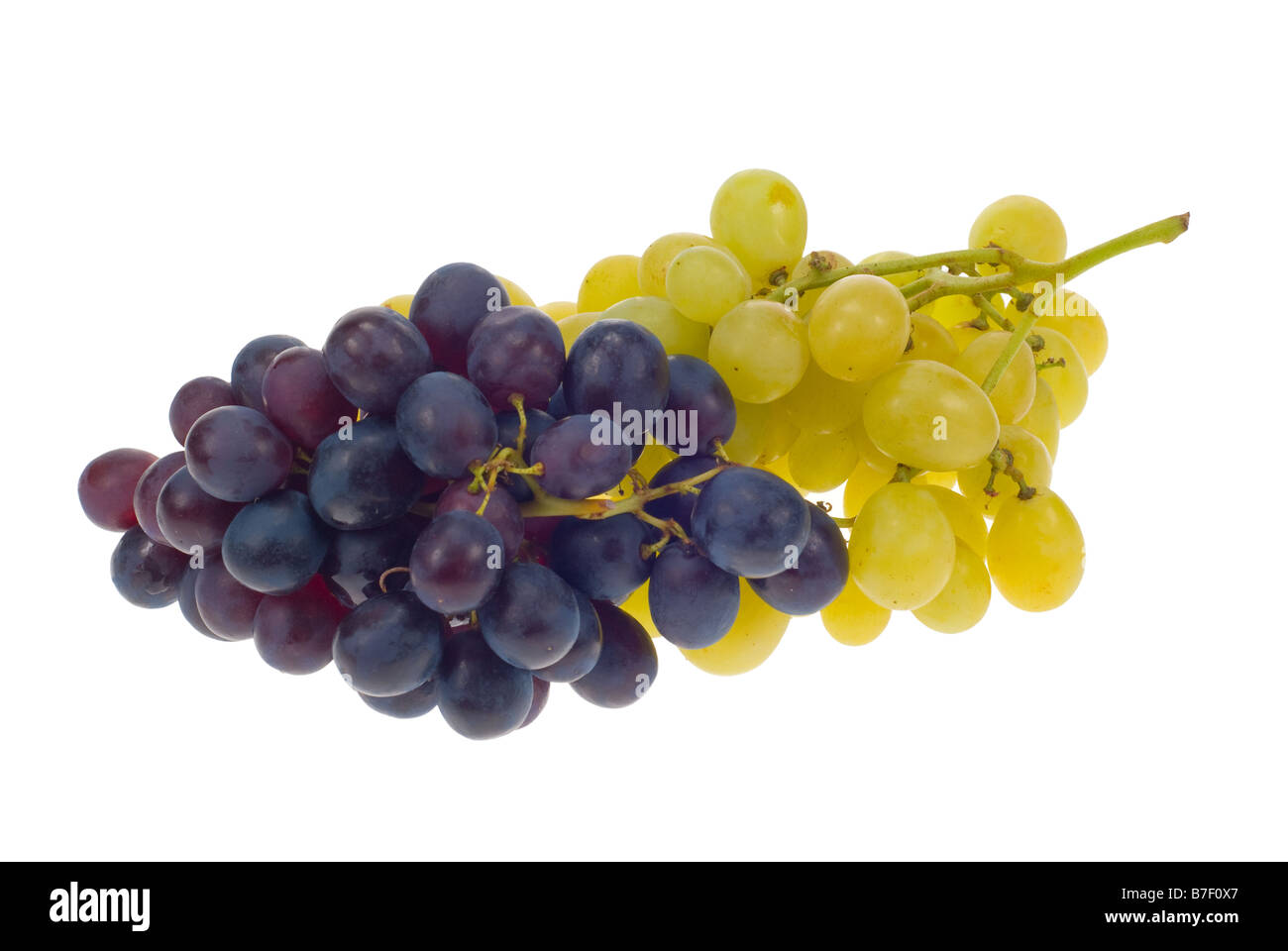 The sour grapes bunch Cut Out Stock Images & Pictures - Alamy