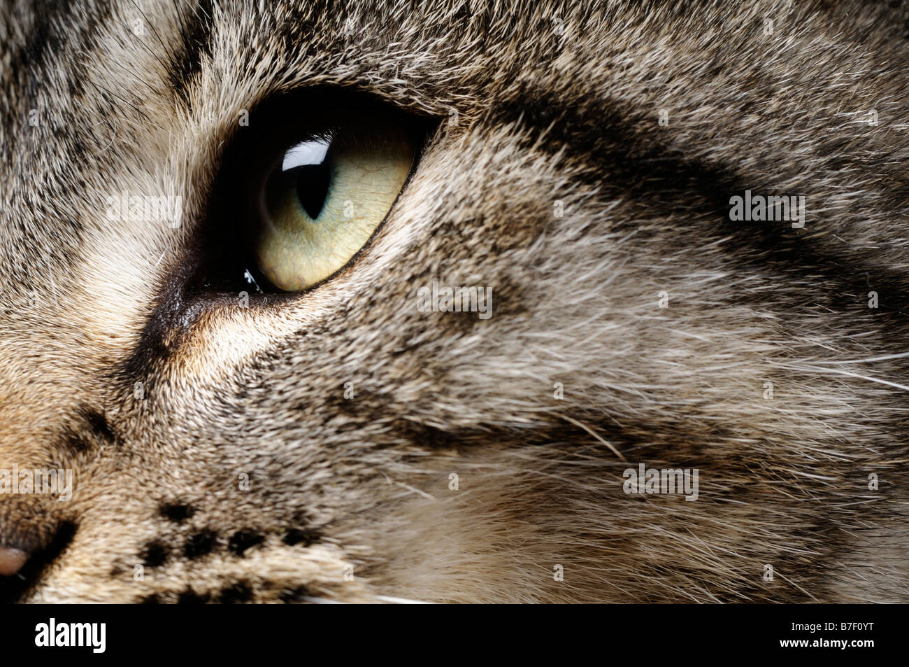 Stock photo of a close up shot of a cats head Stock Photo - Alamy