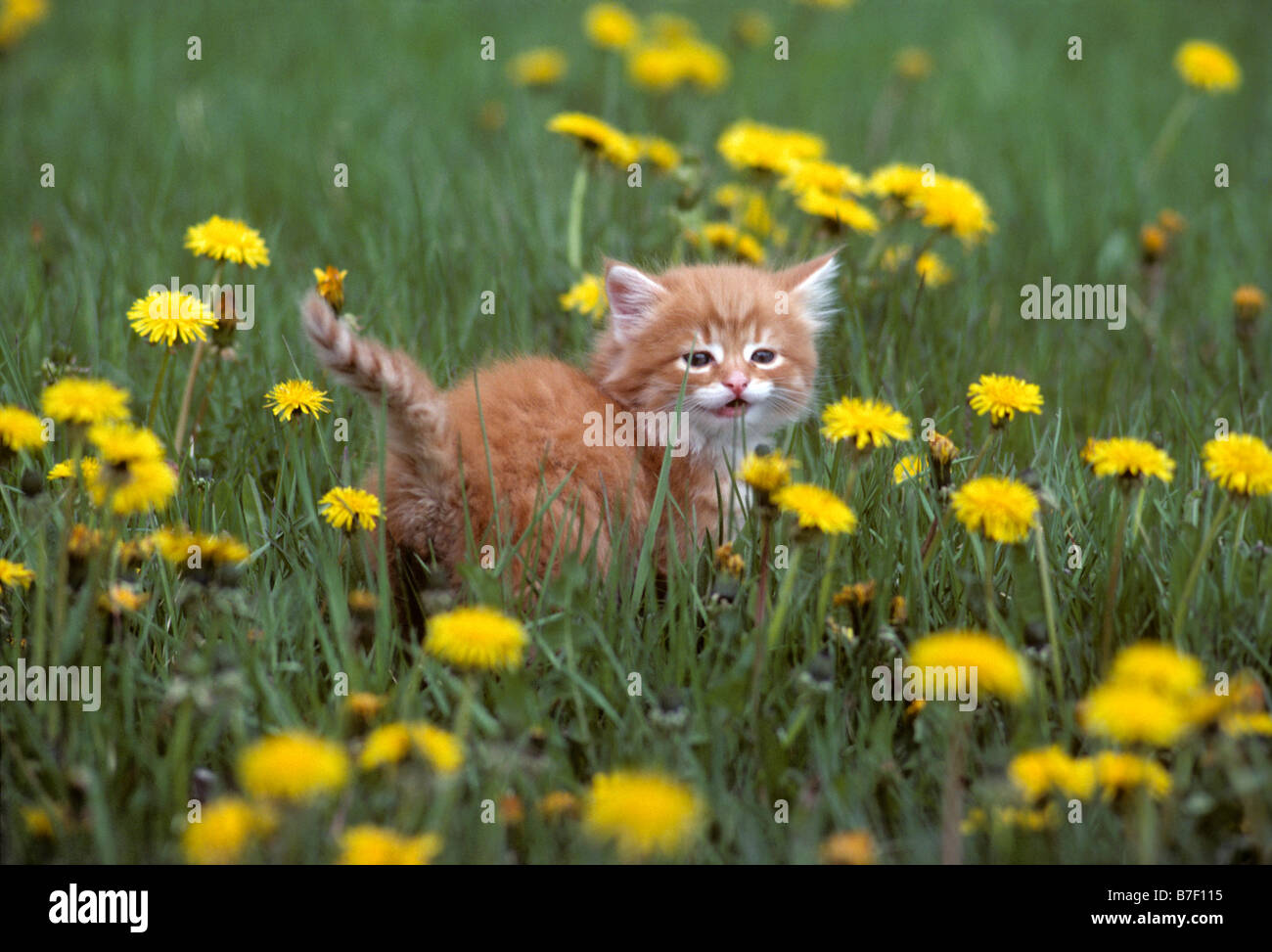 domestic cat dandelions Stock Photo - Alamy