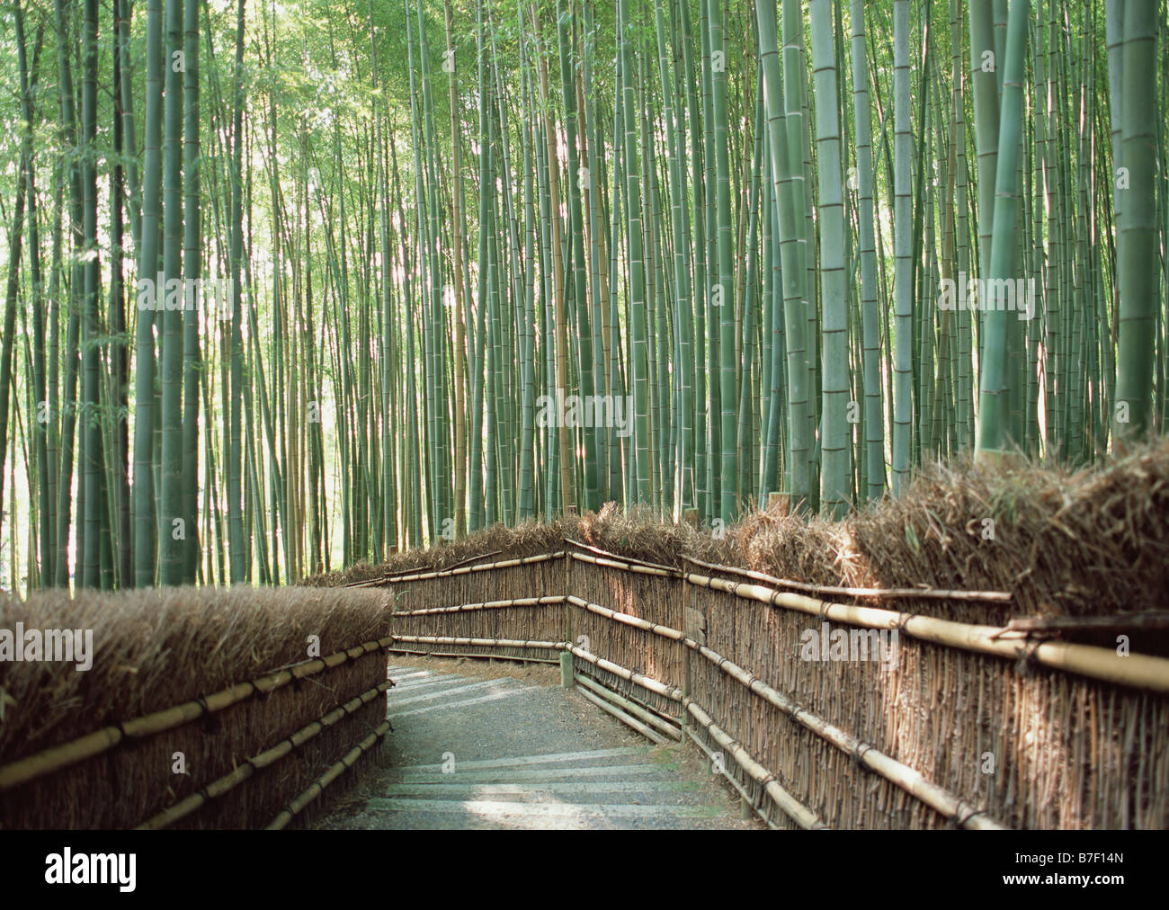 Bamboo grove along stone pavement Stock Photo - Alamy