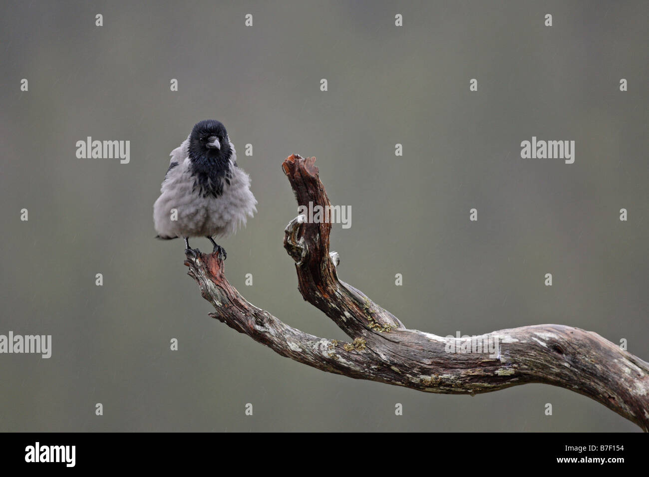 Rain crow hi-res stock photography and images - Alamy