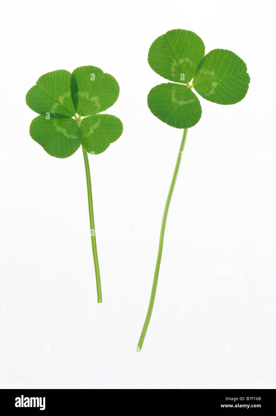 Four leaf clovers hi-res stock photography and images - Alamy