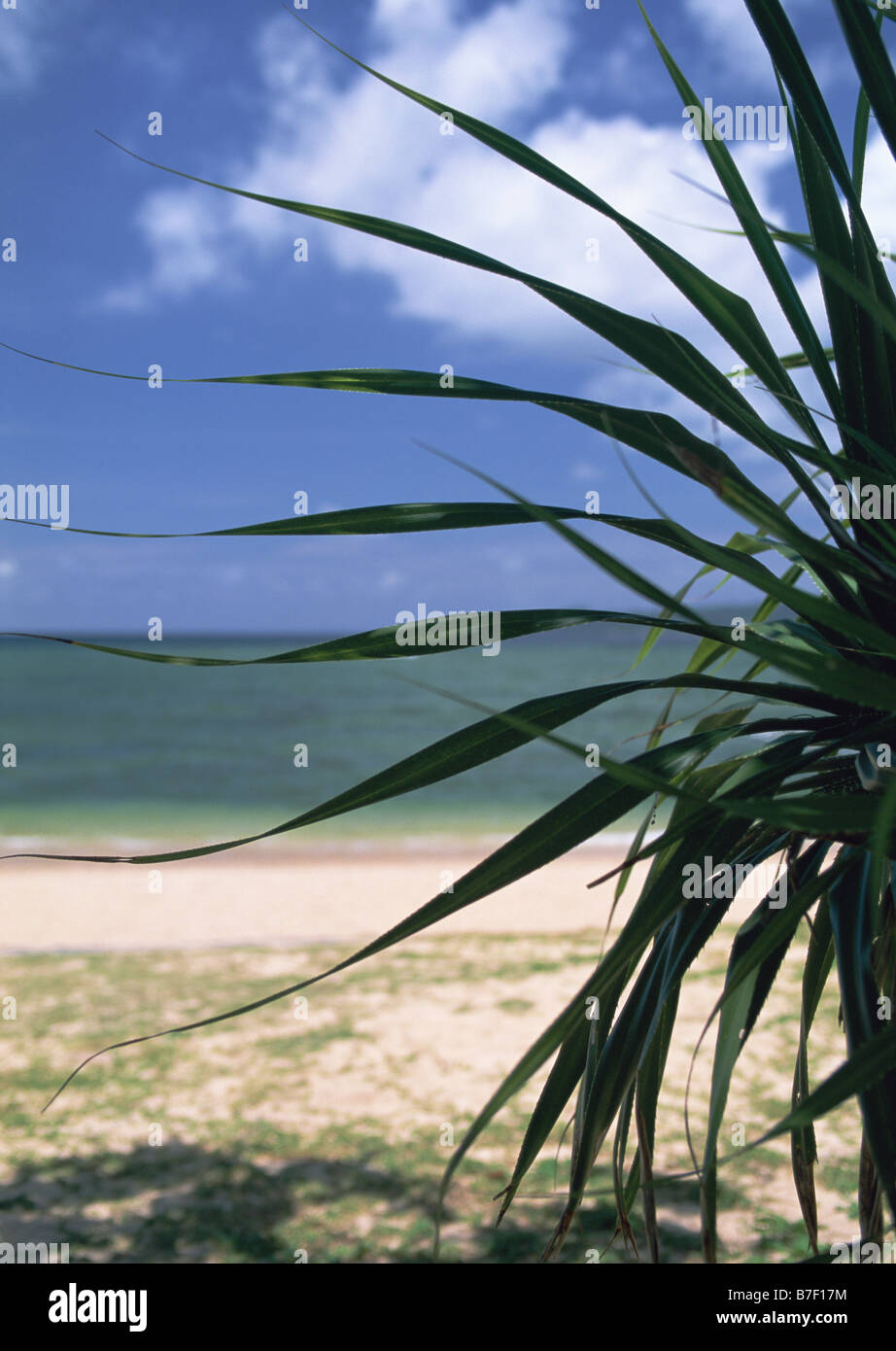 Beach and a seaside plant Stock Photo - Alamy