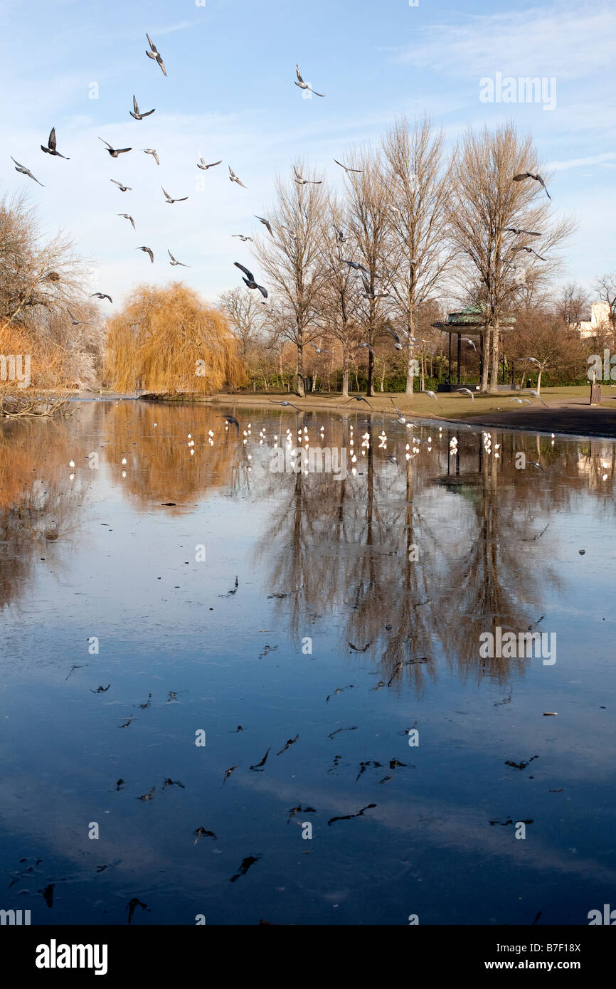 Birds flying over frozen lake in winter sunshine. Regents Park, London ...