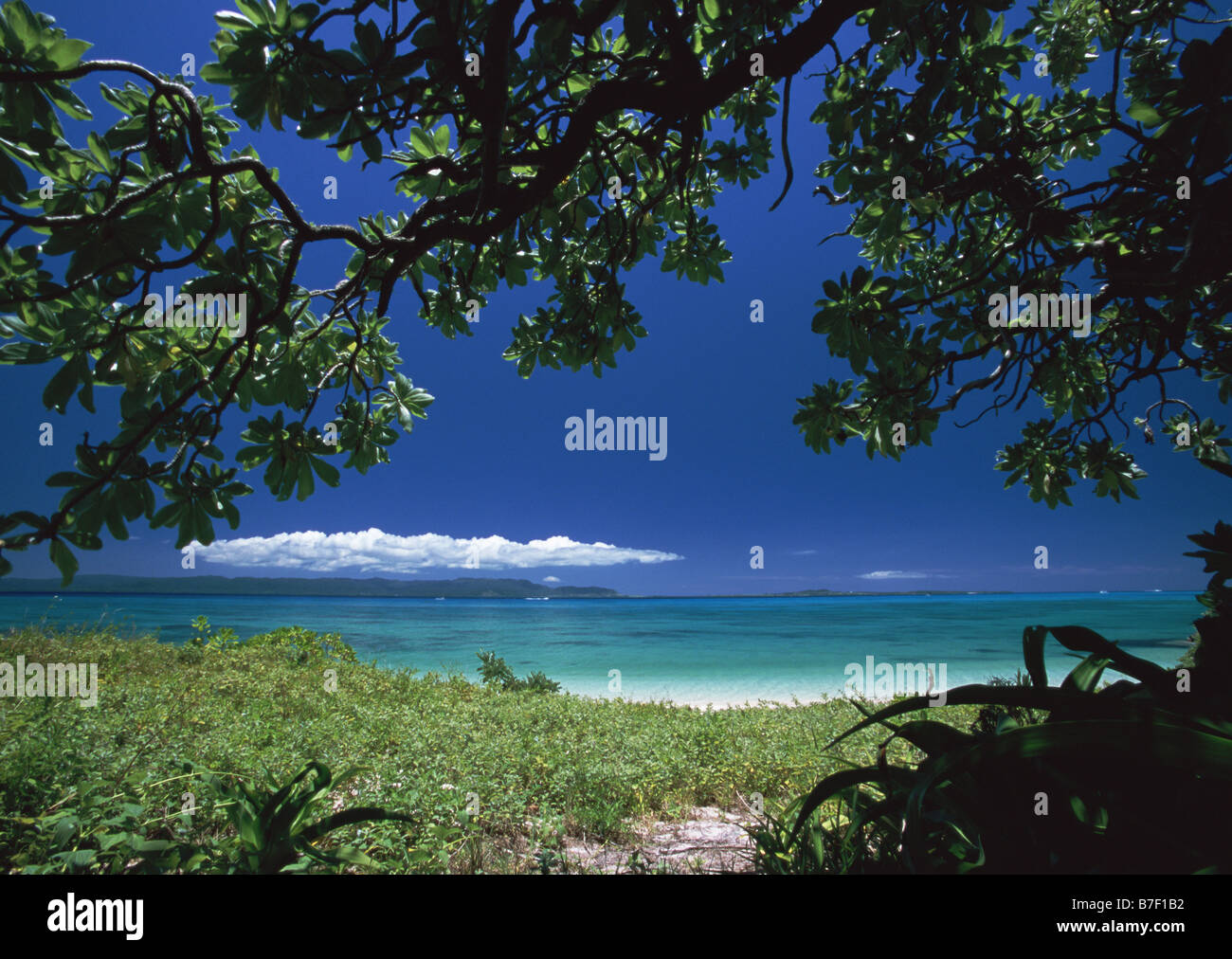Beach and seaside forest Stock Photo - Alamy