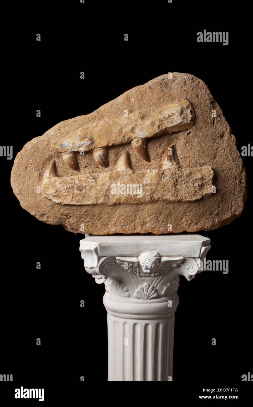 Mosasaurus fossil on pedestal Stock Photo - Alamy