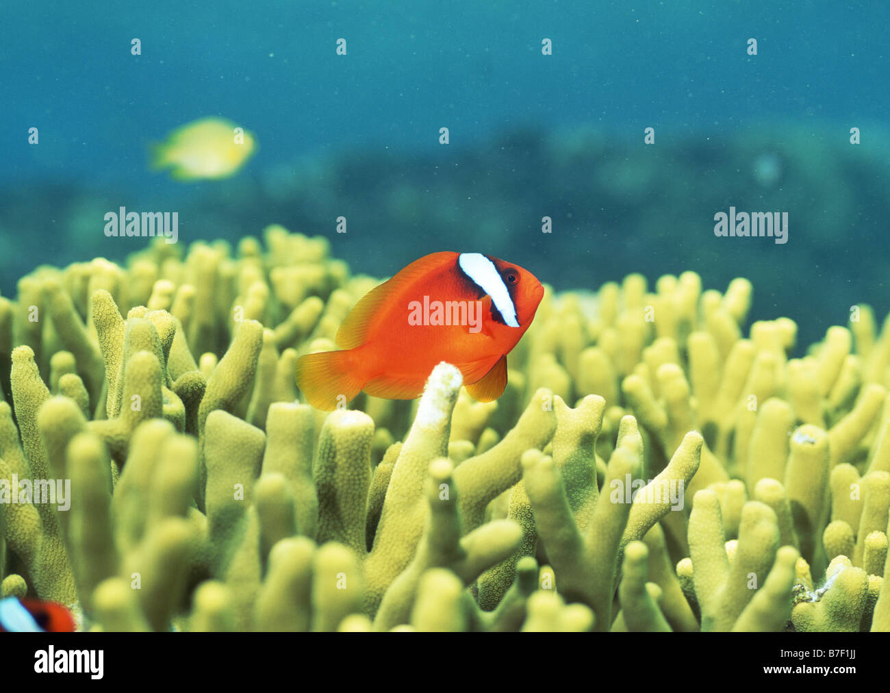 Coral reef teeming with tropical fish Stock Photo - Alamy