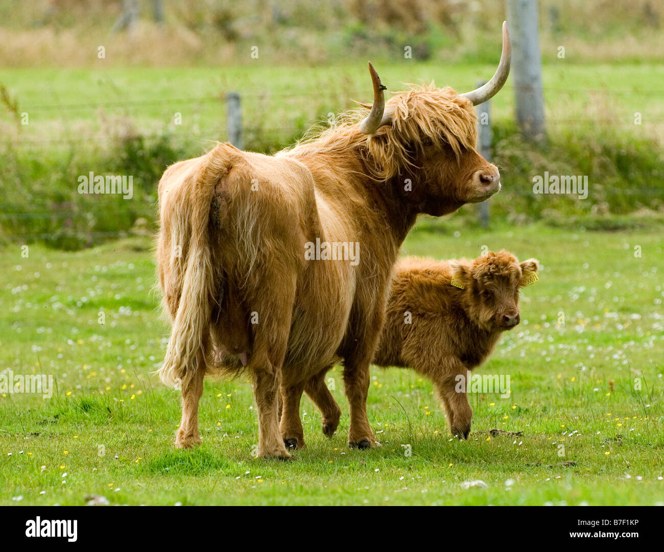Highland cow and calf in a field Stock Photo - Alamy