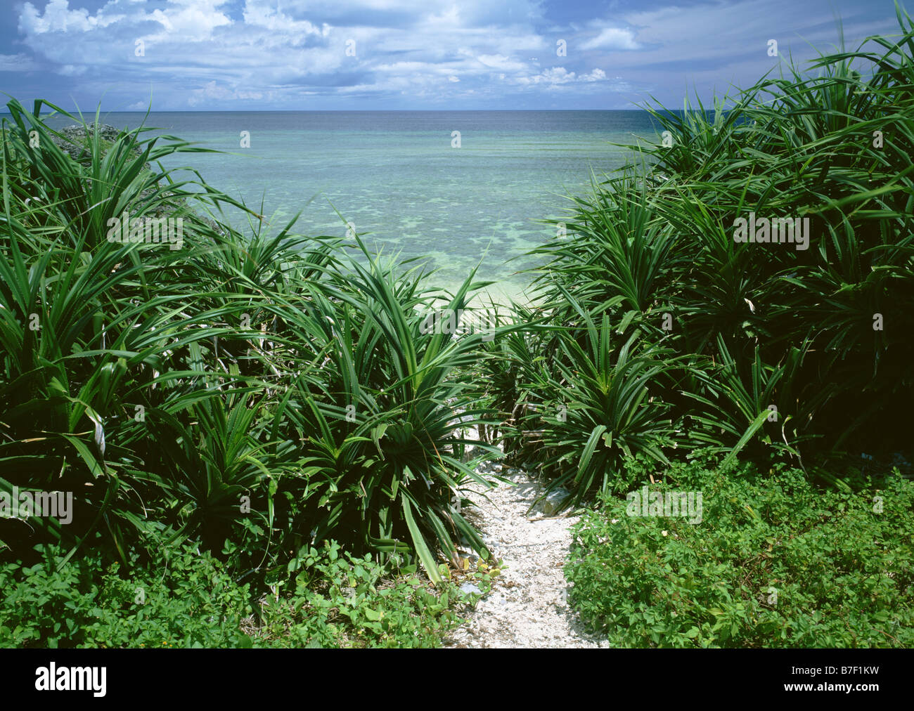 Beach and seaside forest Stock Photo - Alamy
