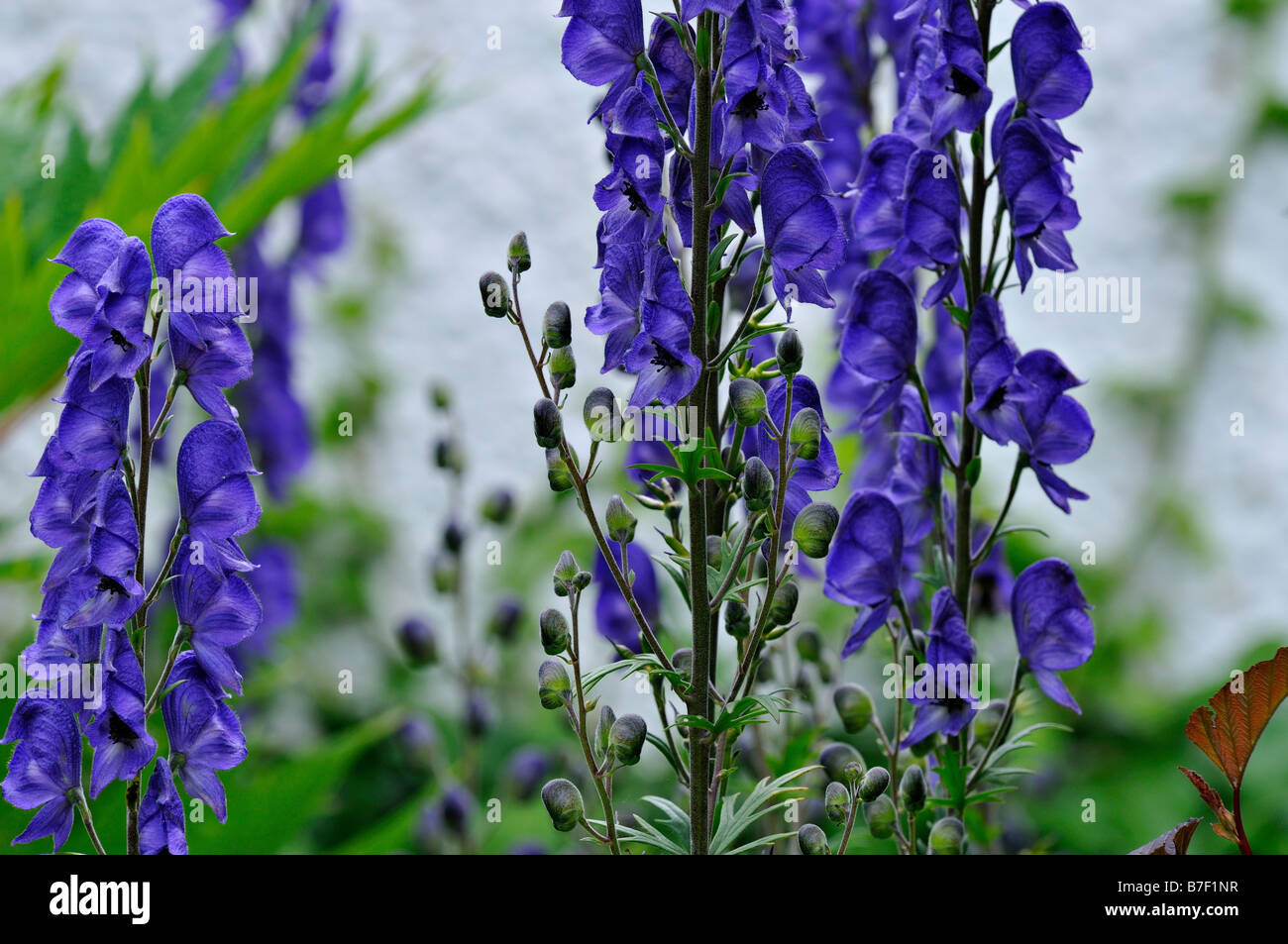 Deep blue delphiniums Killin Perthshire Scotland UK Stock Photo - Alamy