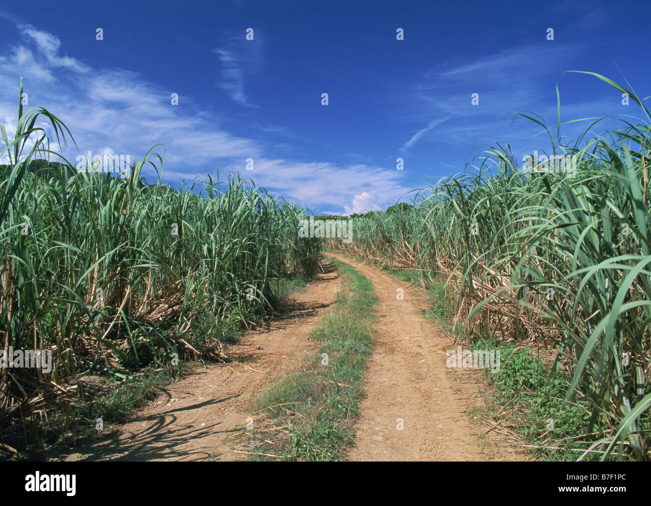Sugarcone field and path Stock Photo - Alamy
