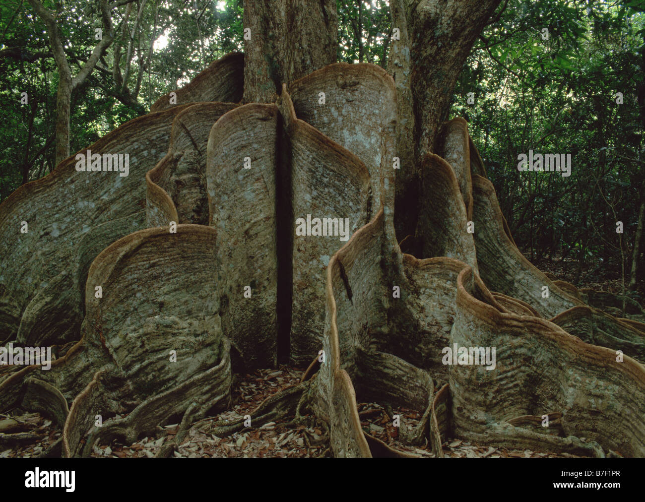 Huge mangrove tree hi-res stock photography and images - Alamy