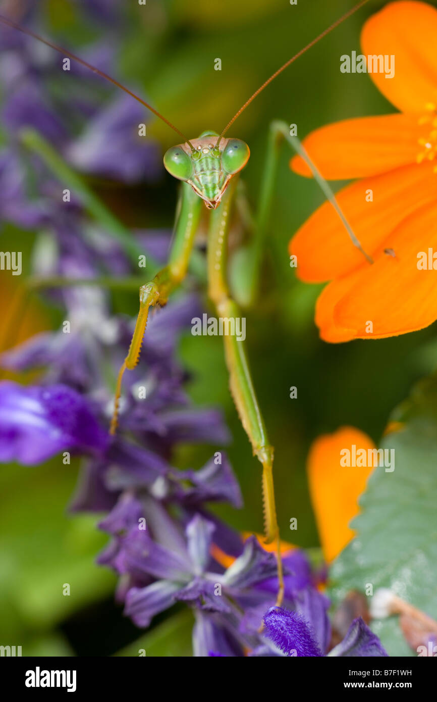 Praying Mantis Chinese Mantis Tenodera aridifolia sinensis on purple ...