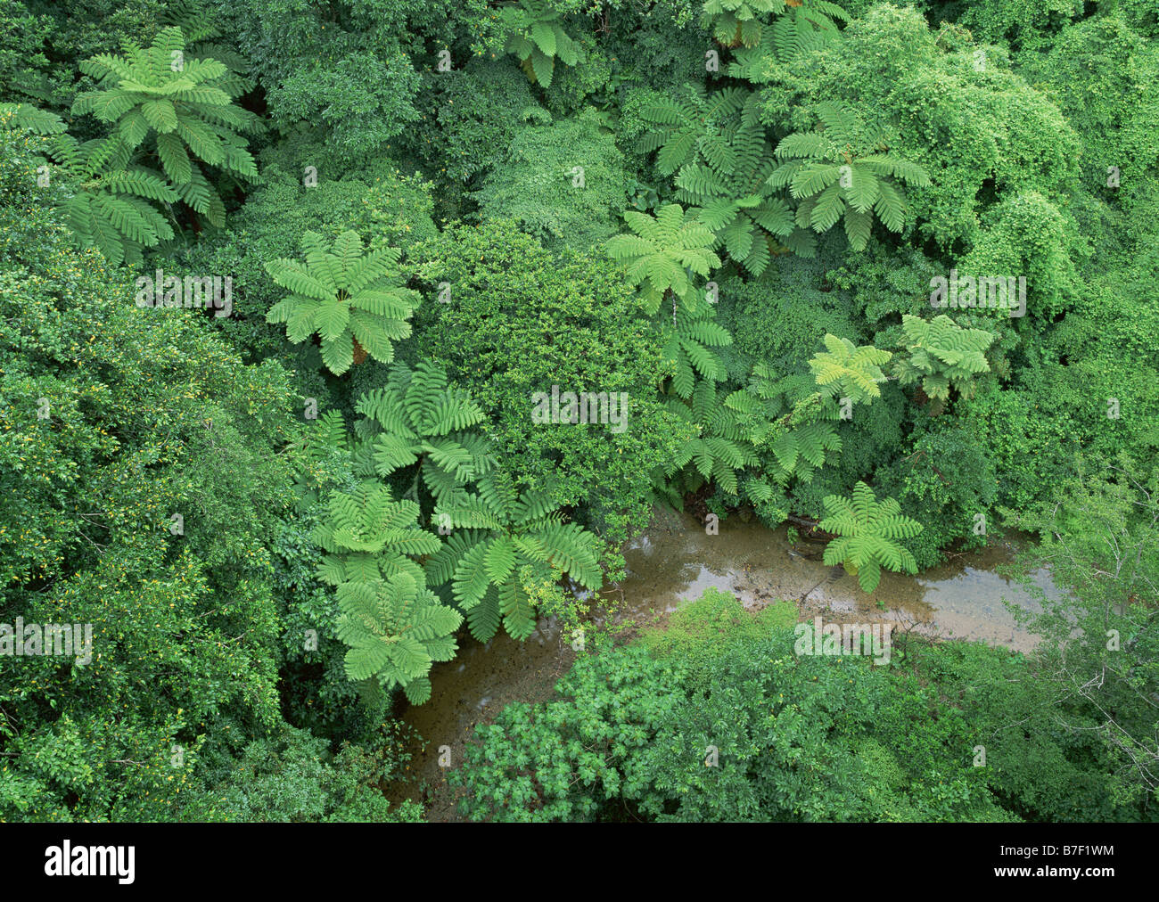 Okinawa forest hi-res stock photography and images - Alamy
