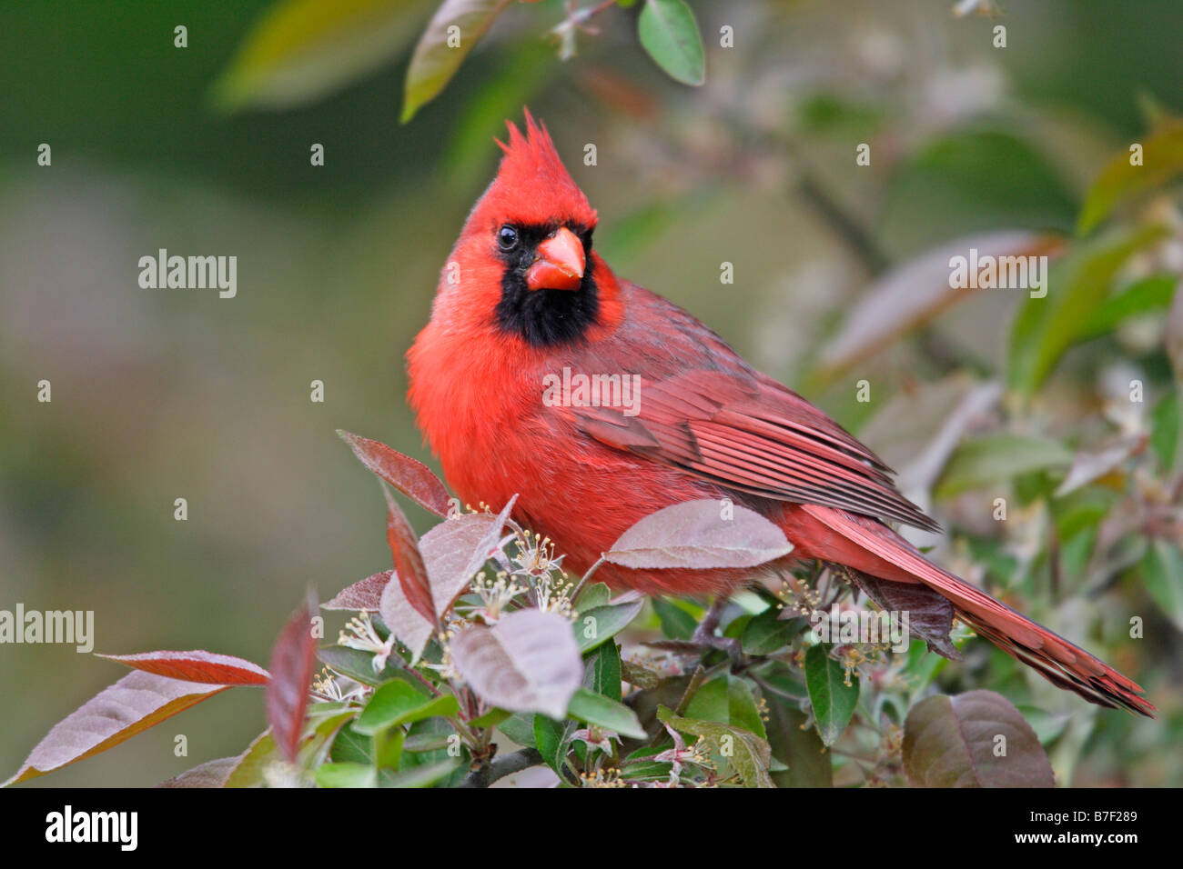Cardinal bird hi-res stock photography and images - Alamy