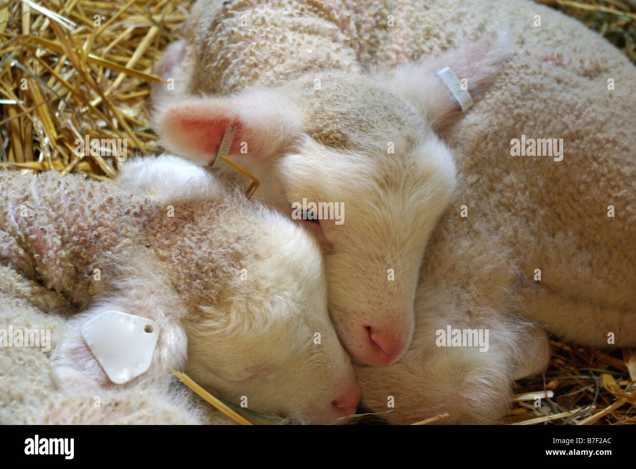 Two newborn lambs rest in the hay in a farmers barn Stock Photo - Alamy