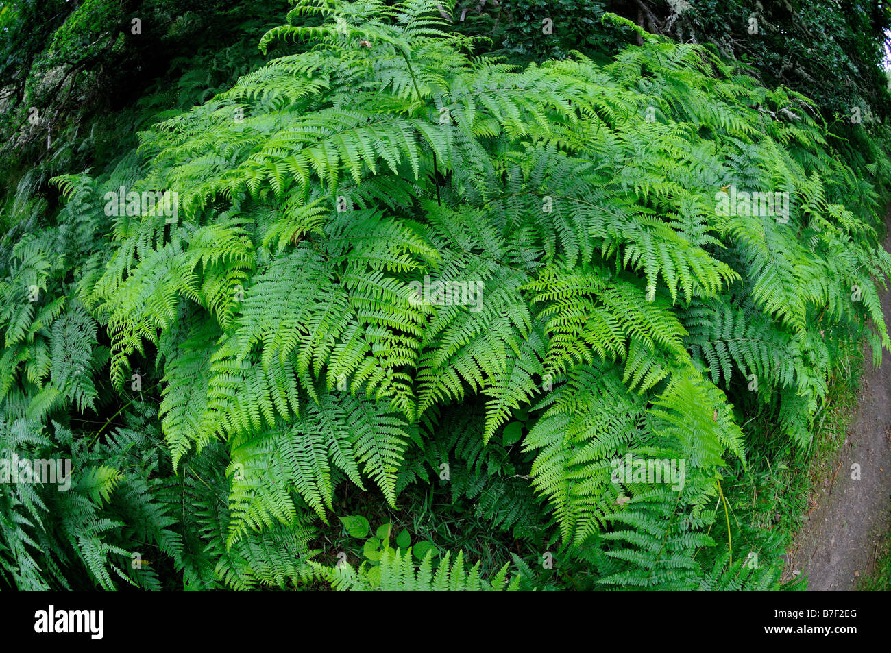 Semi close up of a large group of ferns in Golspie Glen Golspie ...