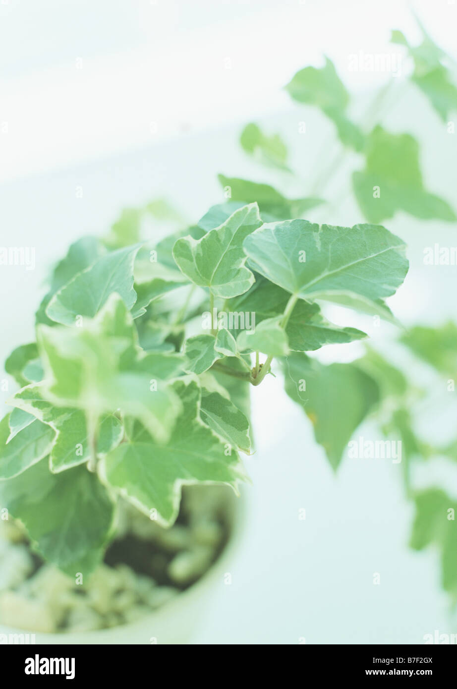 Variegated ivy pot hi-res stock photography and images - Alamy