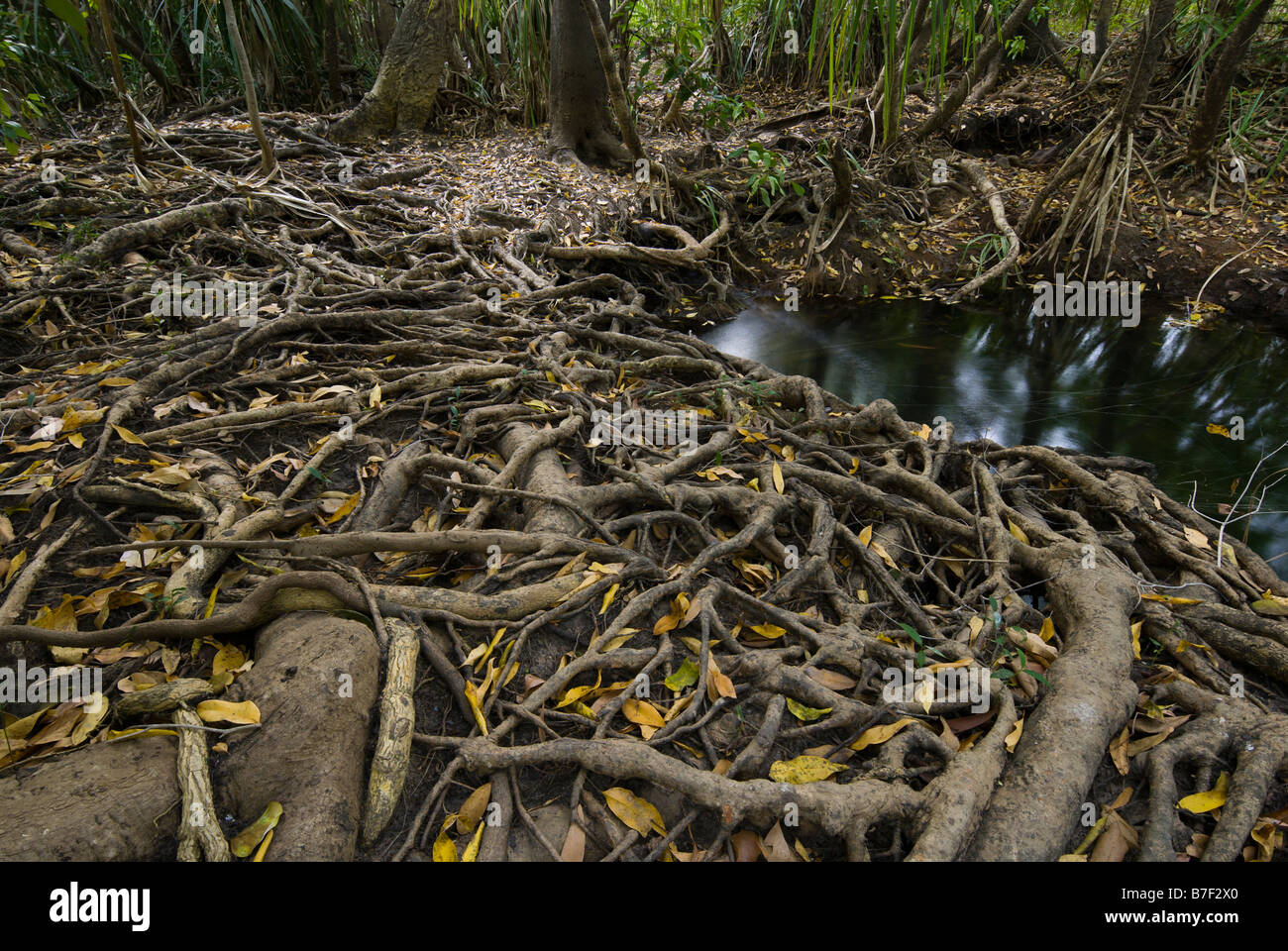 Monsoon forest kakadu hi-res stock photography and images - Alamy