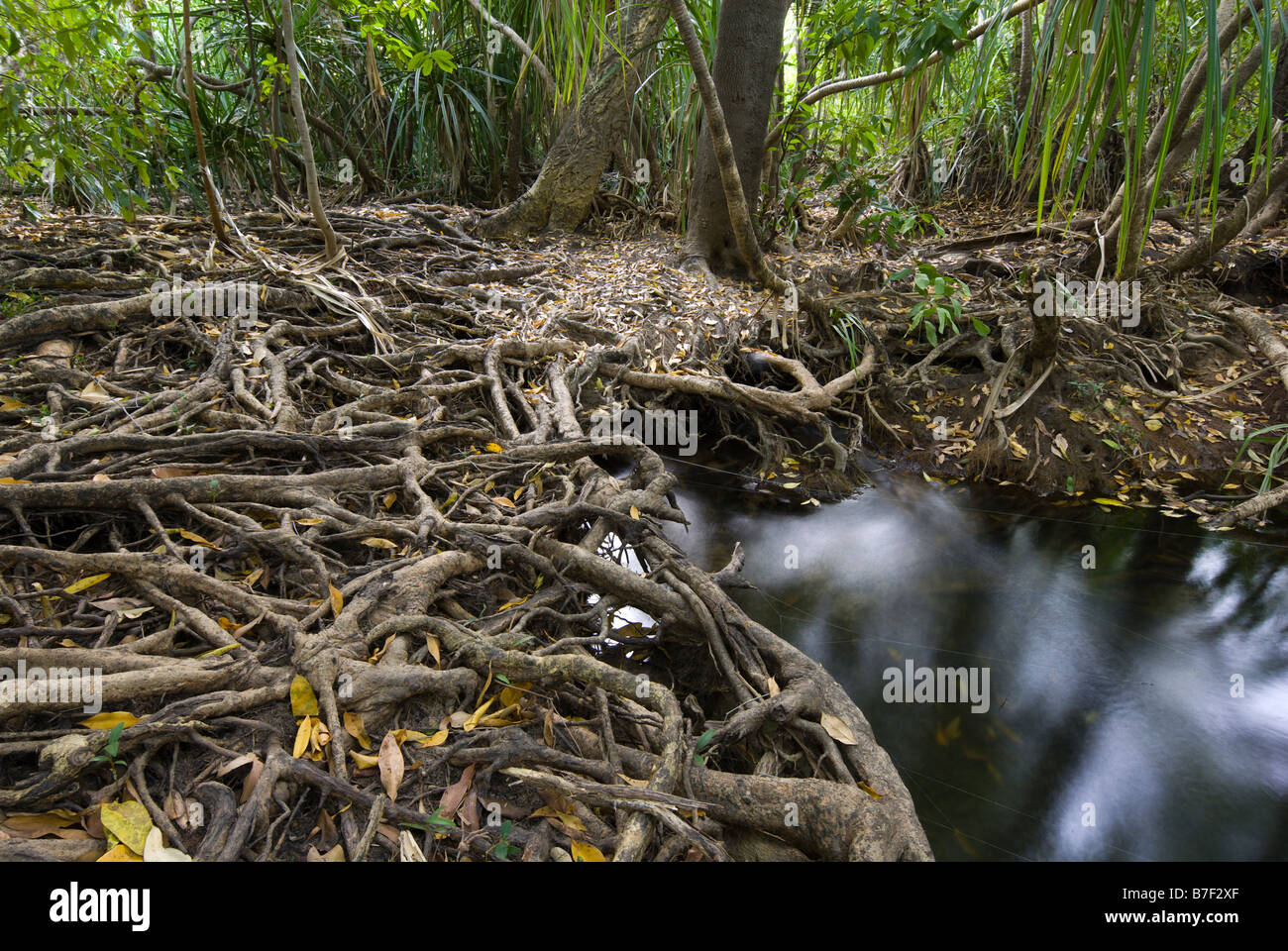Tropical monsoon forest hi-res stock photography and images - Alamy