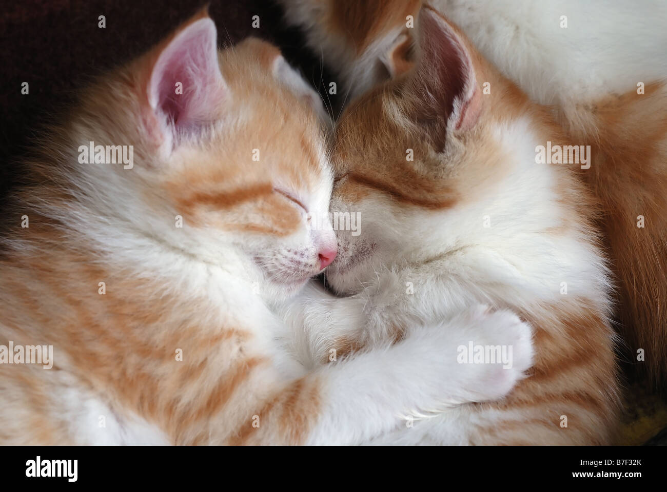 two sleeping kittens hug one another Stock Photo - Alamy