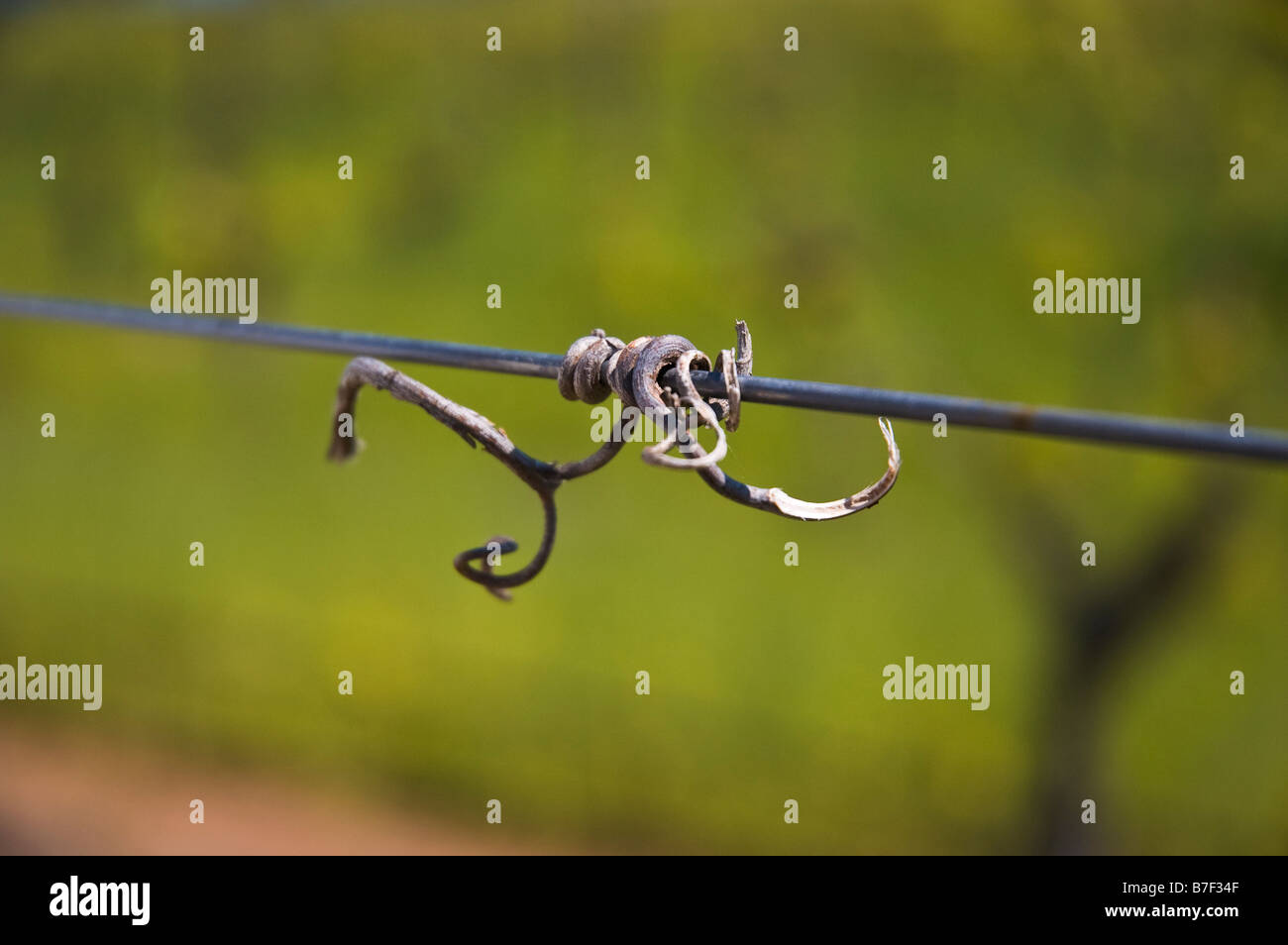 Vine scroll hi-res stock photography and images - Alamy