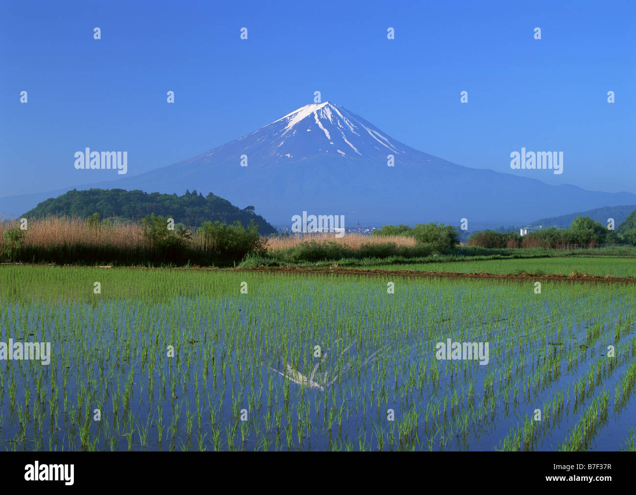 Rice field and Mt. Fuji Stock Photo - Alamy
