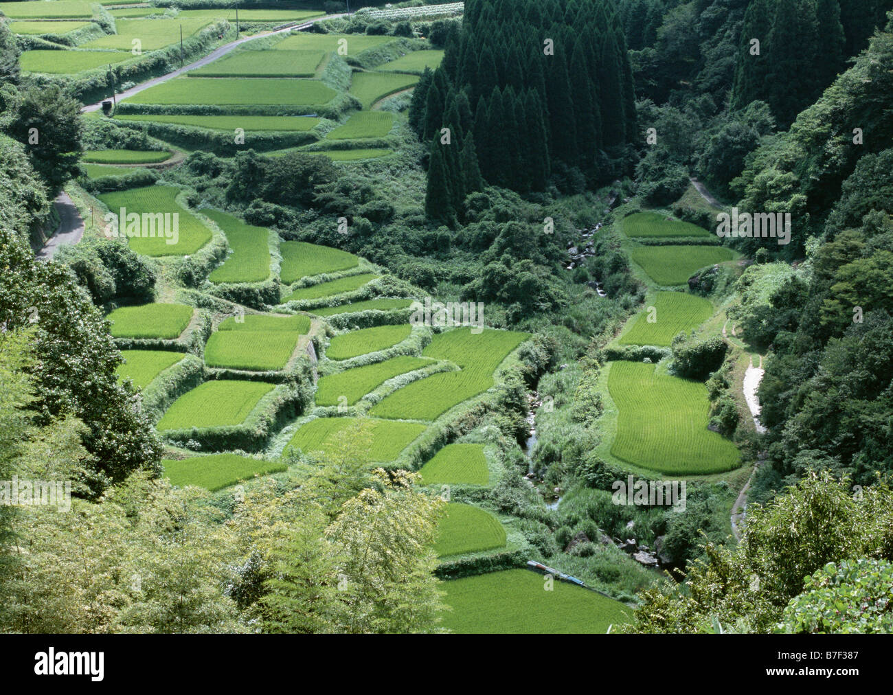 Terraced paddy fields Stock Photo - Alamy