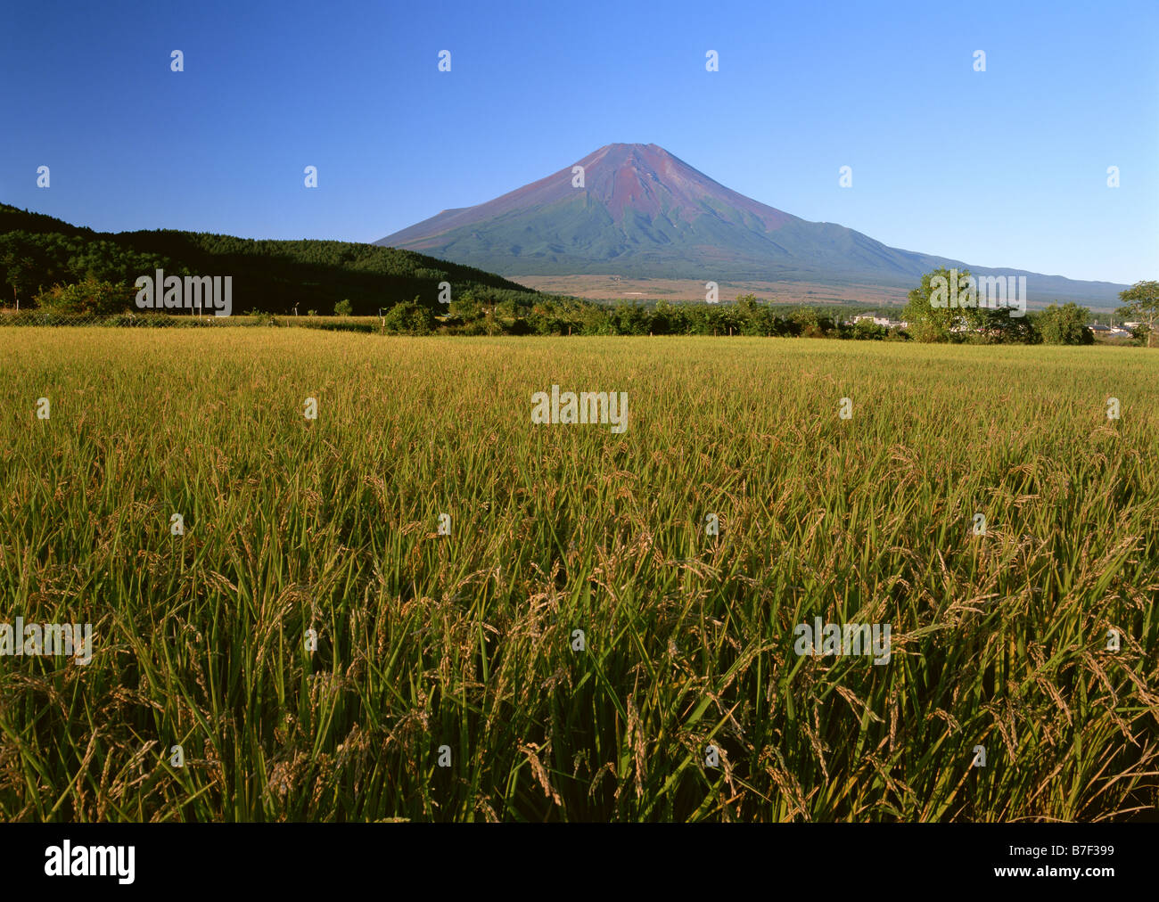 Rice field and Mt. Fuji Stock Photo - Alamy
