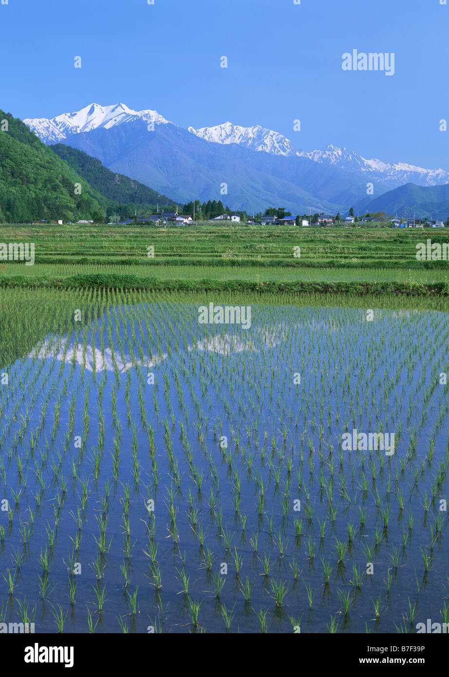 Rice field operation hi-res stock photography and images - Alamy