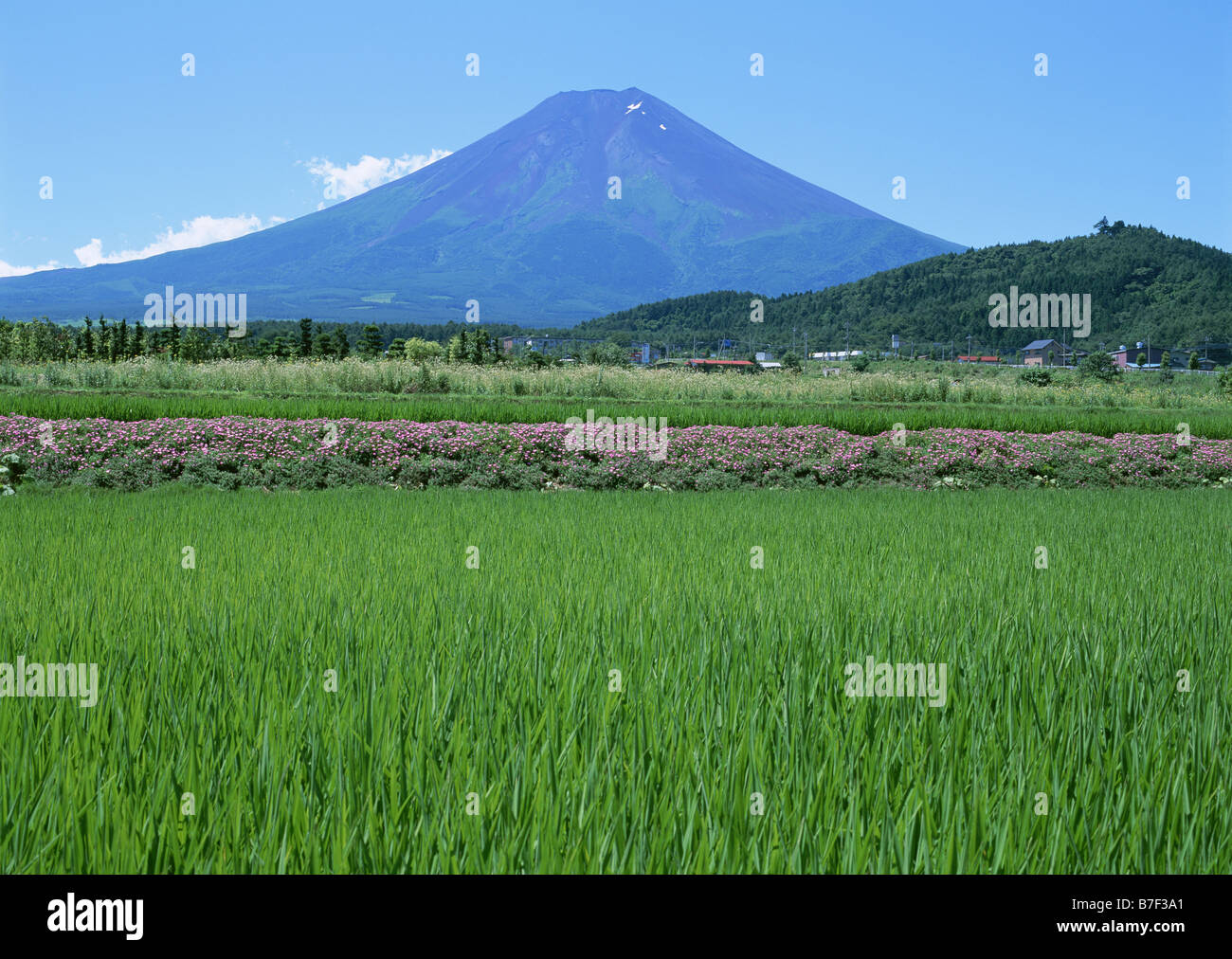 Rice field and Mt. Fuji Stock Photo - Alamy